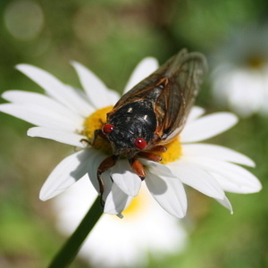 (FULL) Family Night: Insect Investigation - DCNR Calendar of Events