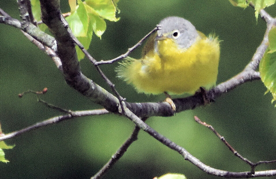 Bird Identification Game, Potato Creek State Park - State of Indiana