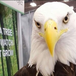Live Raptor Show, Brown County State Park - State of Indiana