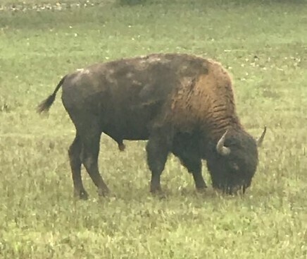 Bison Babble, Ouabache State Park - State of Indiana