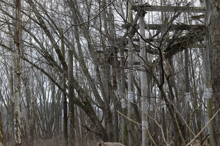 EOM 2024: Bald Eagle Hacking Tower Hike, Northfork WRA (Monroe Lake ...