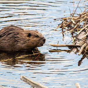 Procurement: Specifications and Scope/Statement of Work - Oregon State ...