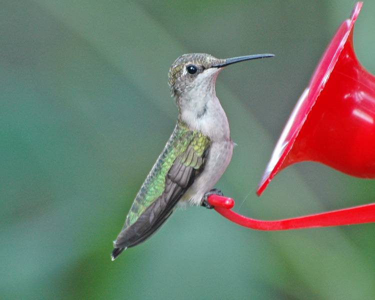 Hummingbird Presentation and Banding Demonstration, Indiana Dunes State ...