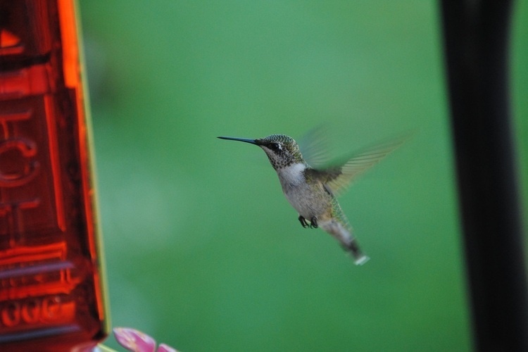 A Hummingbirds Life, Clifty Falls State Park - State of Indiana