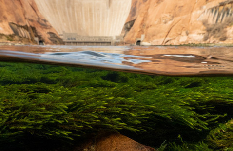 Ecology, Evolution, and Conservation Biology Seminar: Scott Heppell ...