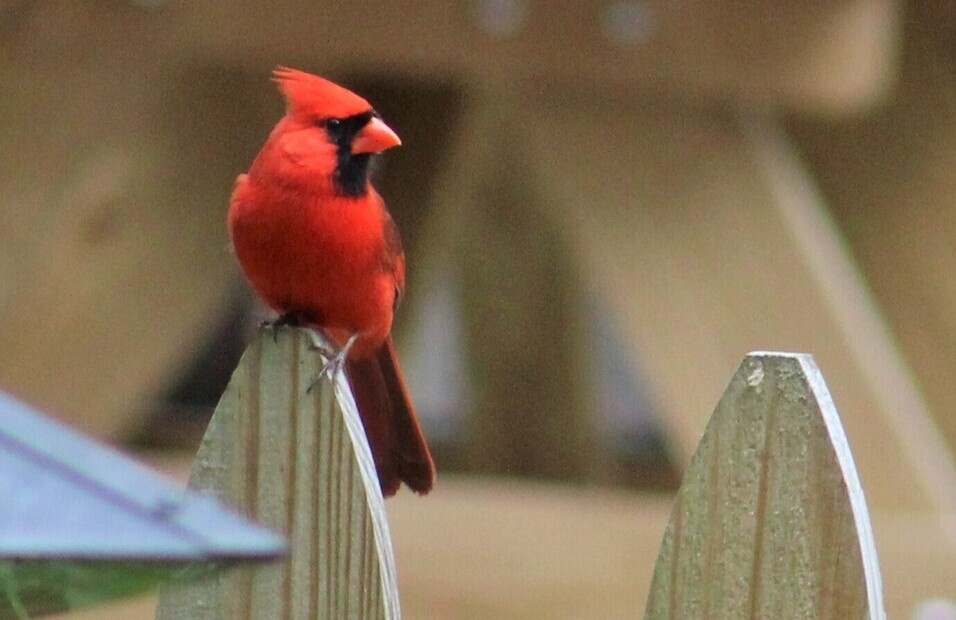 Nature Journals, Harmonie State Park - State of Indiana
